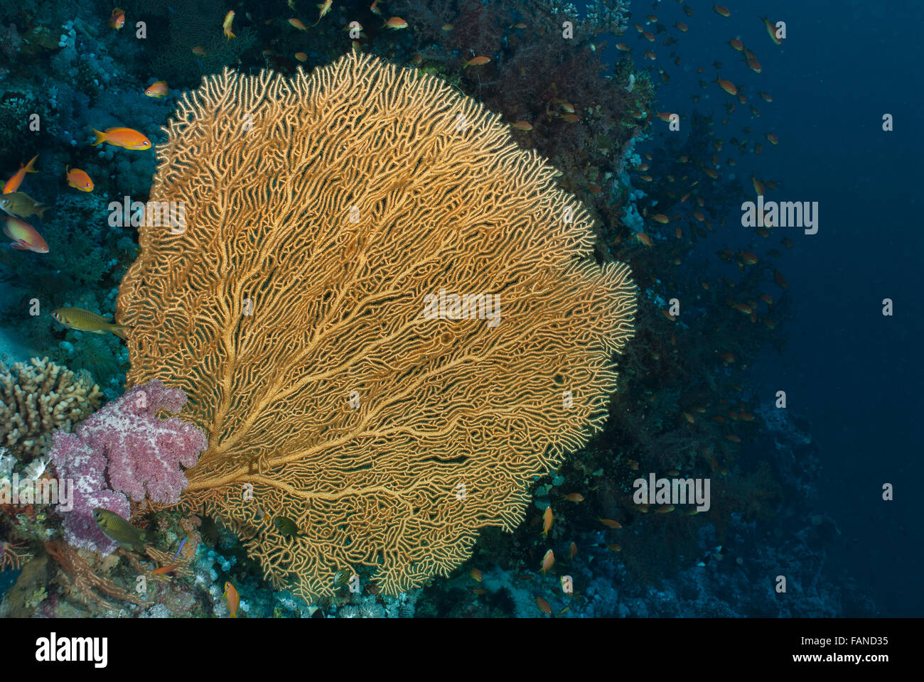 Giant sea-fan, Annella mollis, Subergorgiidae, Sharm el-Sheik, Red Sea ...