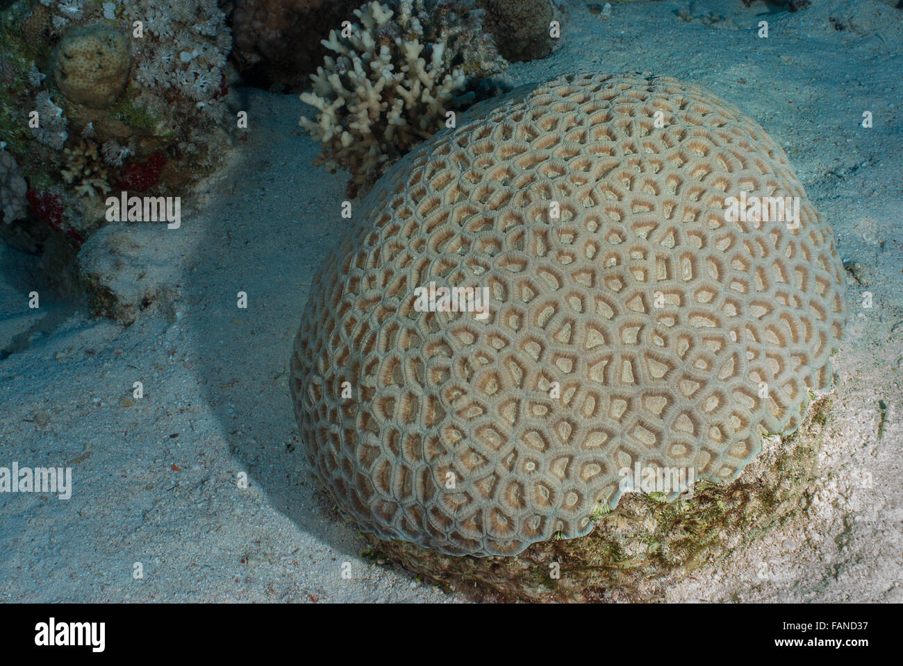 Favites abdita hi-res stock photography and images - Alamy