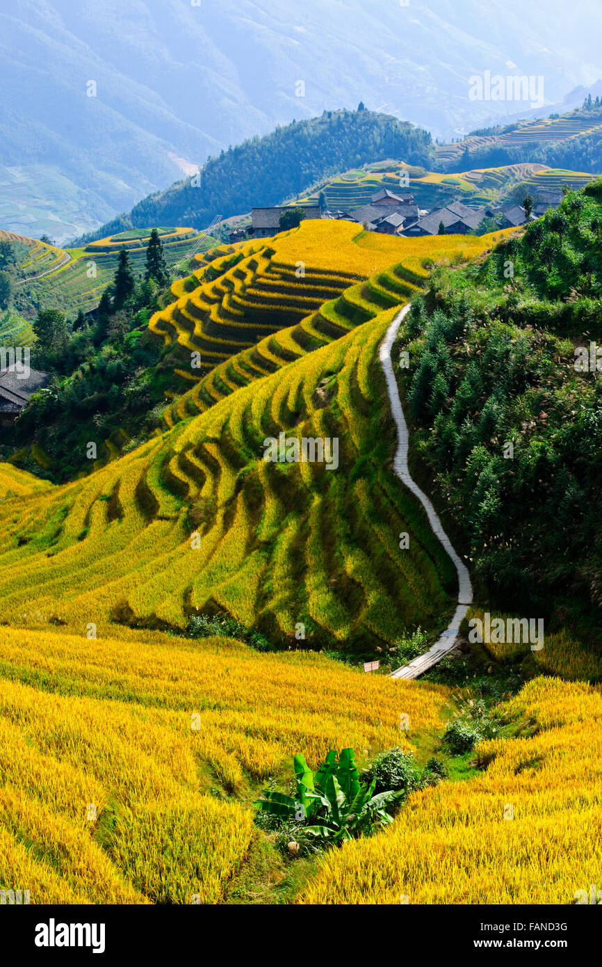 Longji Rice Terraces,Dazhai Villages, Surrounding Area,Rice Crops ...