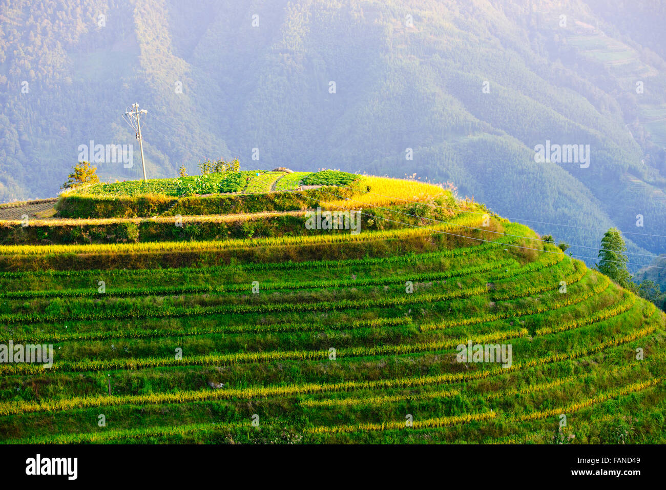 Longji Rice Terraces,Dazhai Villages, Surrounding Area,Rice Crops ...