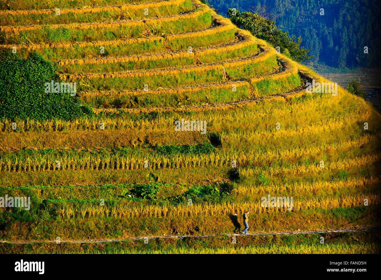 Longji Rice Terraces,Dazhai Villages, Surrounding Area,Rice Crops ...