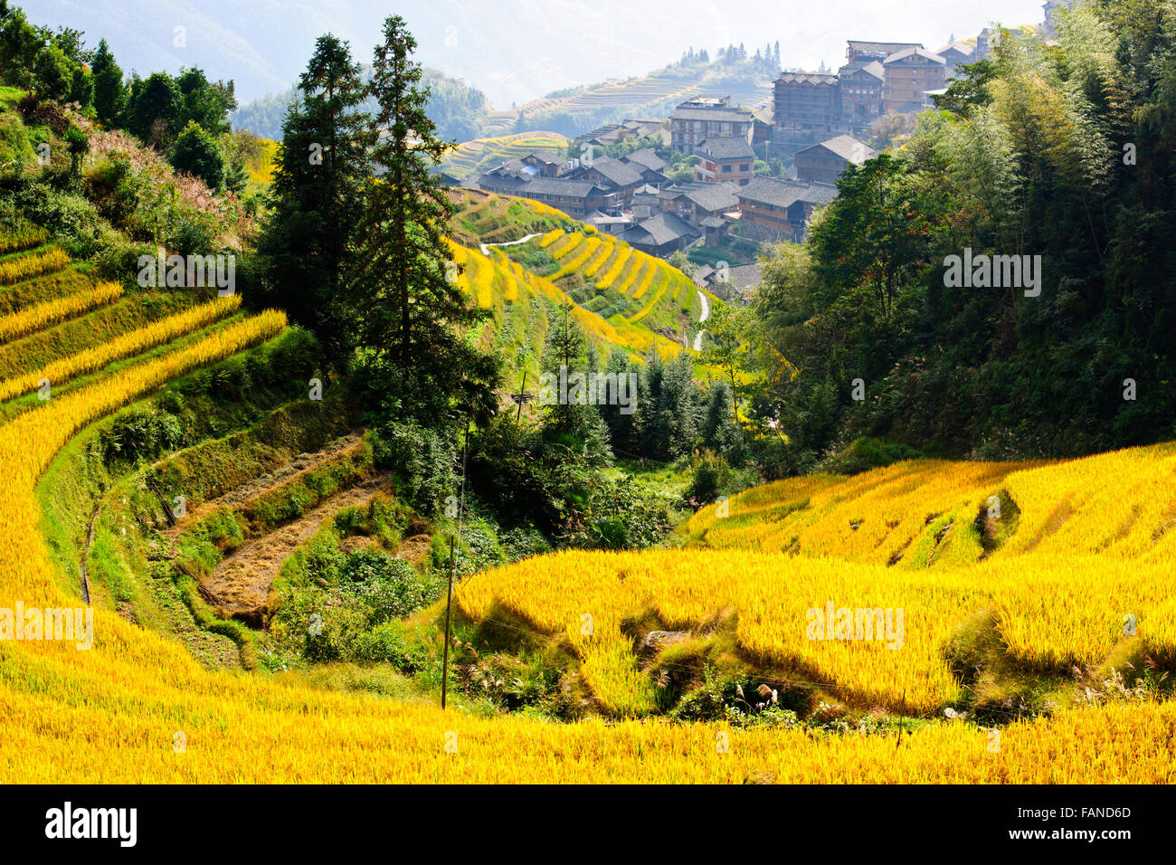 Longji Rice Terraces,Dazhai Villages, Surrounding Area,Rice Crops ...