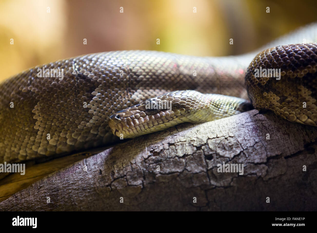 Chilabothrus angulifer hi-res stock photography and images - Alamy