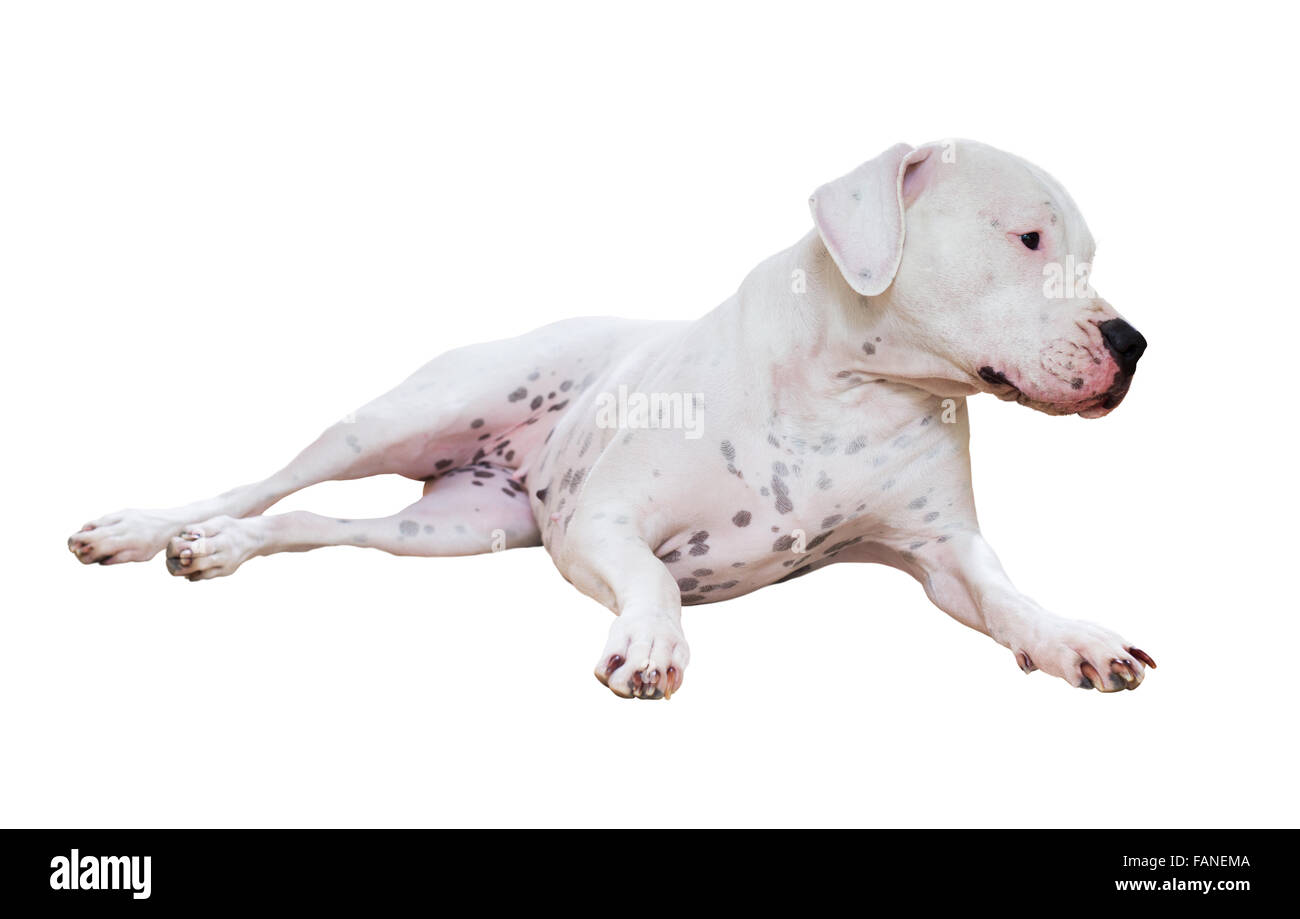 Lying adult dogo Argentino. Isolated on white Stock Photo - Alamy
