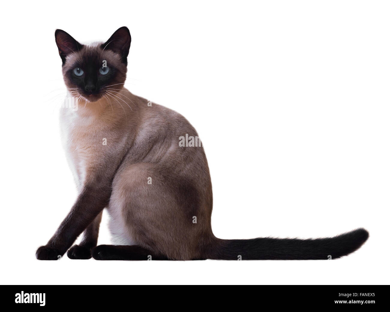 Beautiful playful siamese cat Cut Out Stock Images & Pictures - Alamy