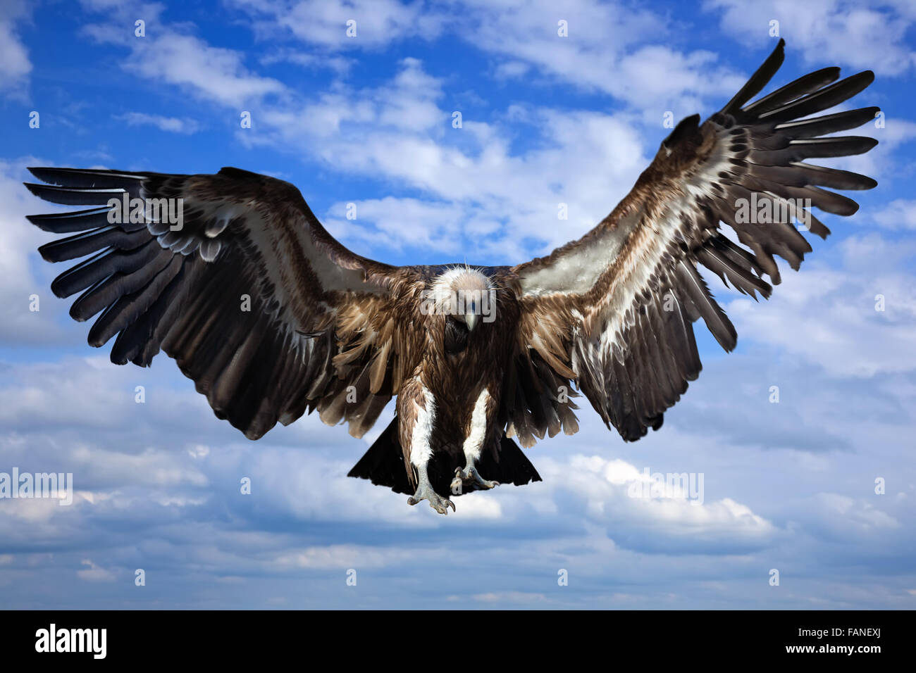 Real Griffins Flying