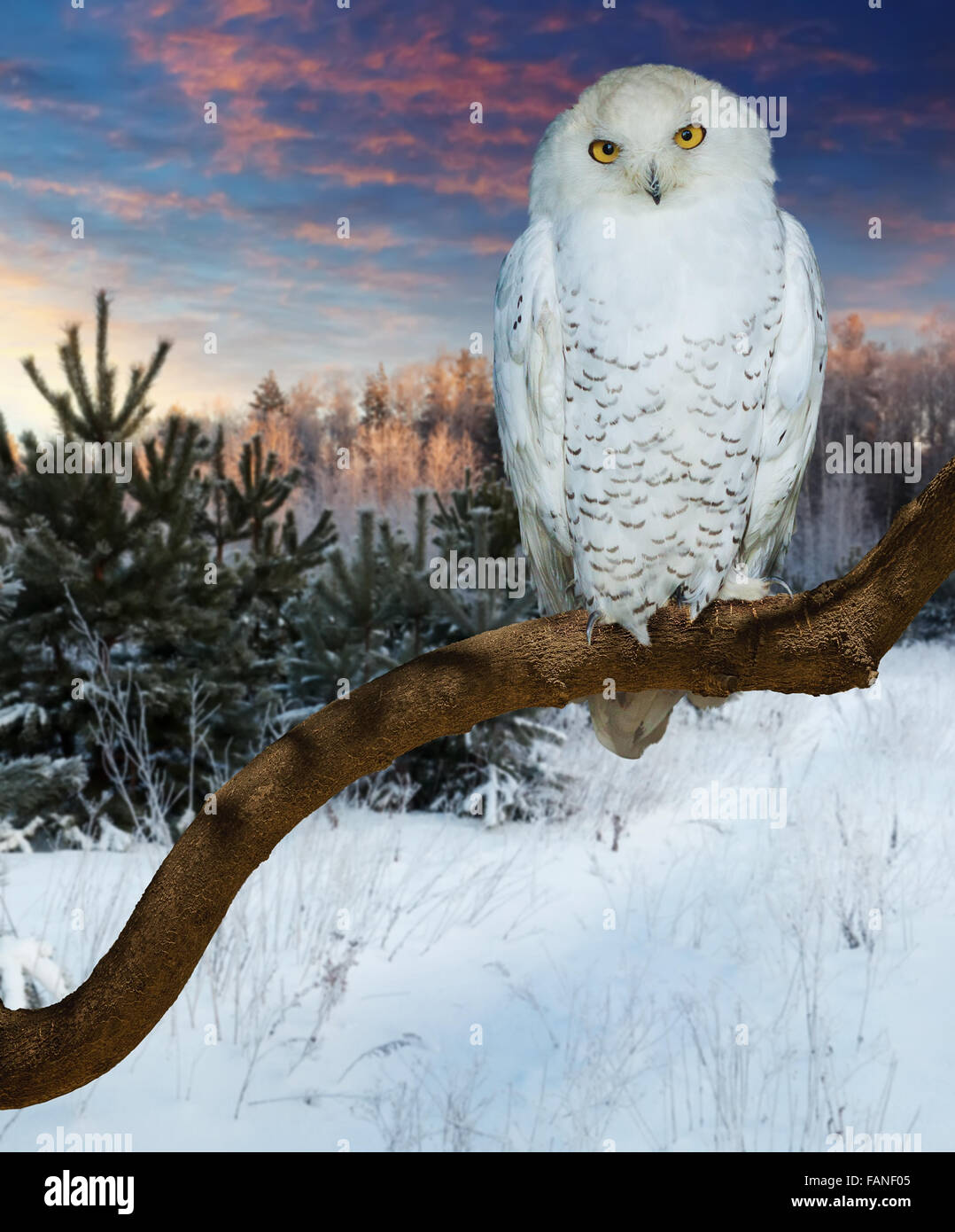 Sitting snowy owl at wildness in winter time Stock Photo - Alamy