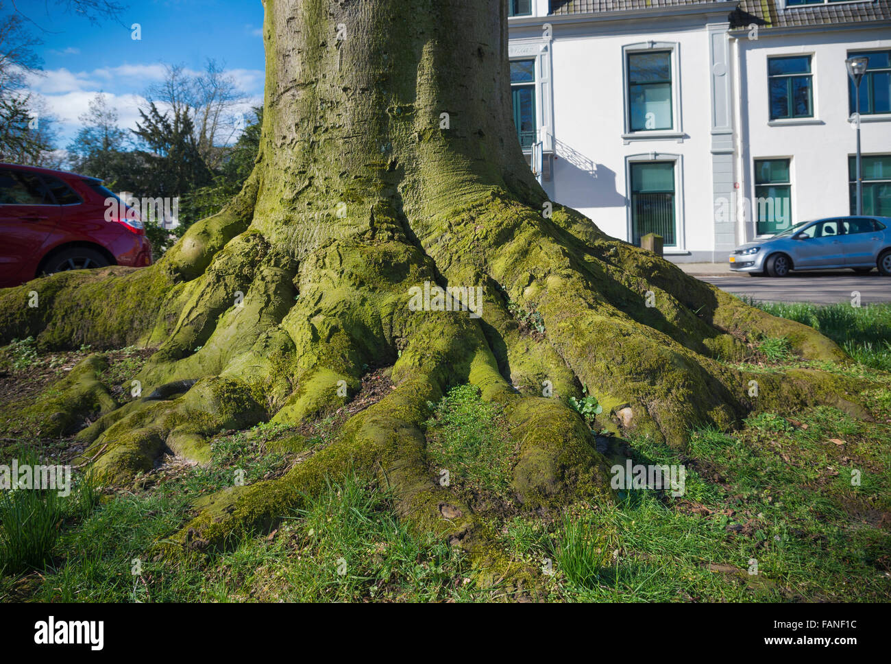 Large tree in light hi-res stock photography and images - Alamy