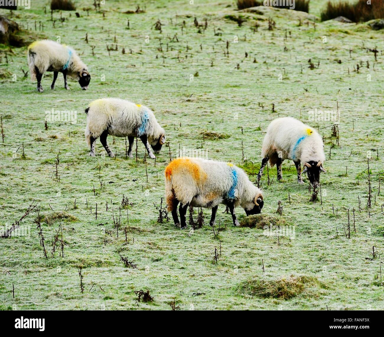 Sheep feeding on the frosty field Stock Photo - Alamy