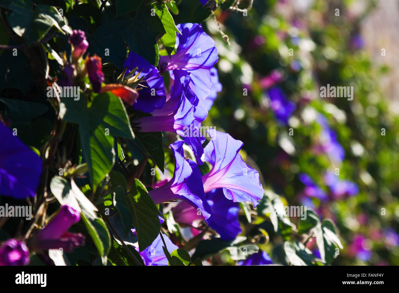 Convolvulus Blue Flowers Convolvulus High Resolution Stock Photography ...