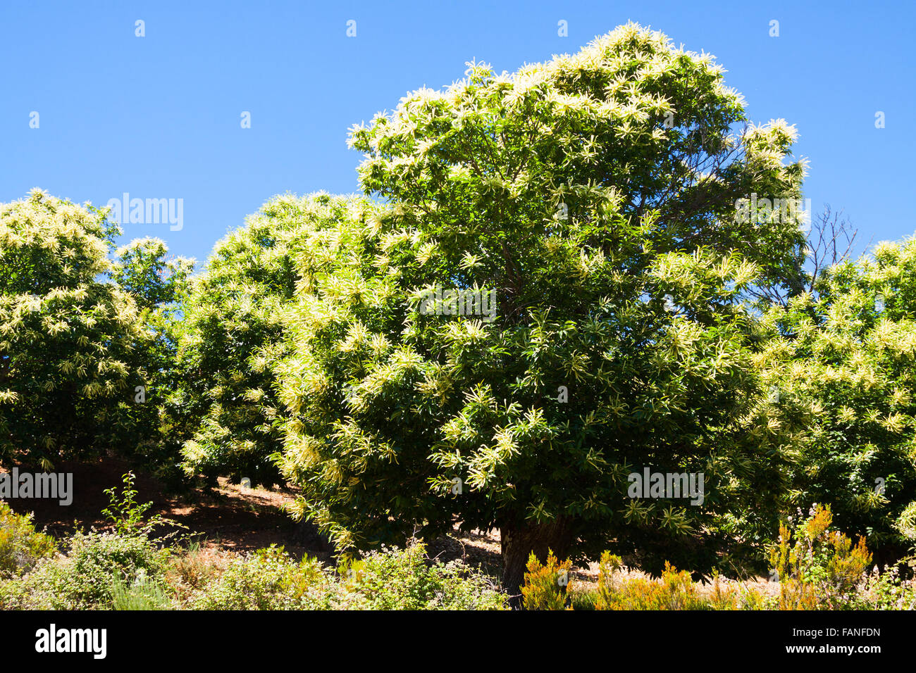 Spanish chestnut tree hi-res stock photography and images - Alamy