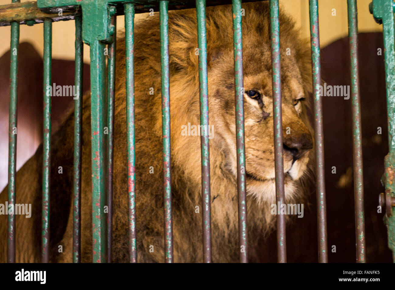 Cairo, Egypt. 02nd Jan, 2016. Giza Zoo was one of the biggest parks in ...