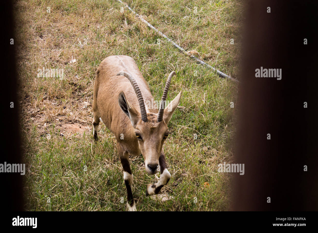 Cairo, Egypt. 02nd Jan, 2016. Giza Zoo was one of the biggest parks in ...