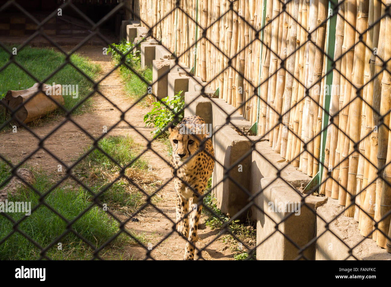 Cairo egypt zoo hi-res stock photography and images - Alamy