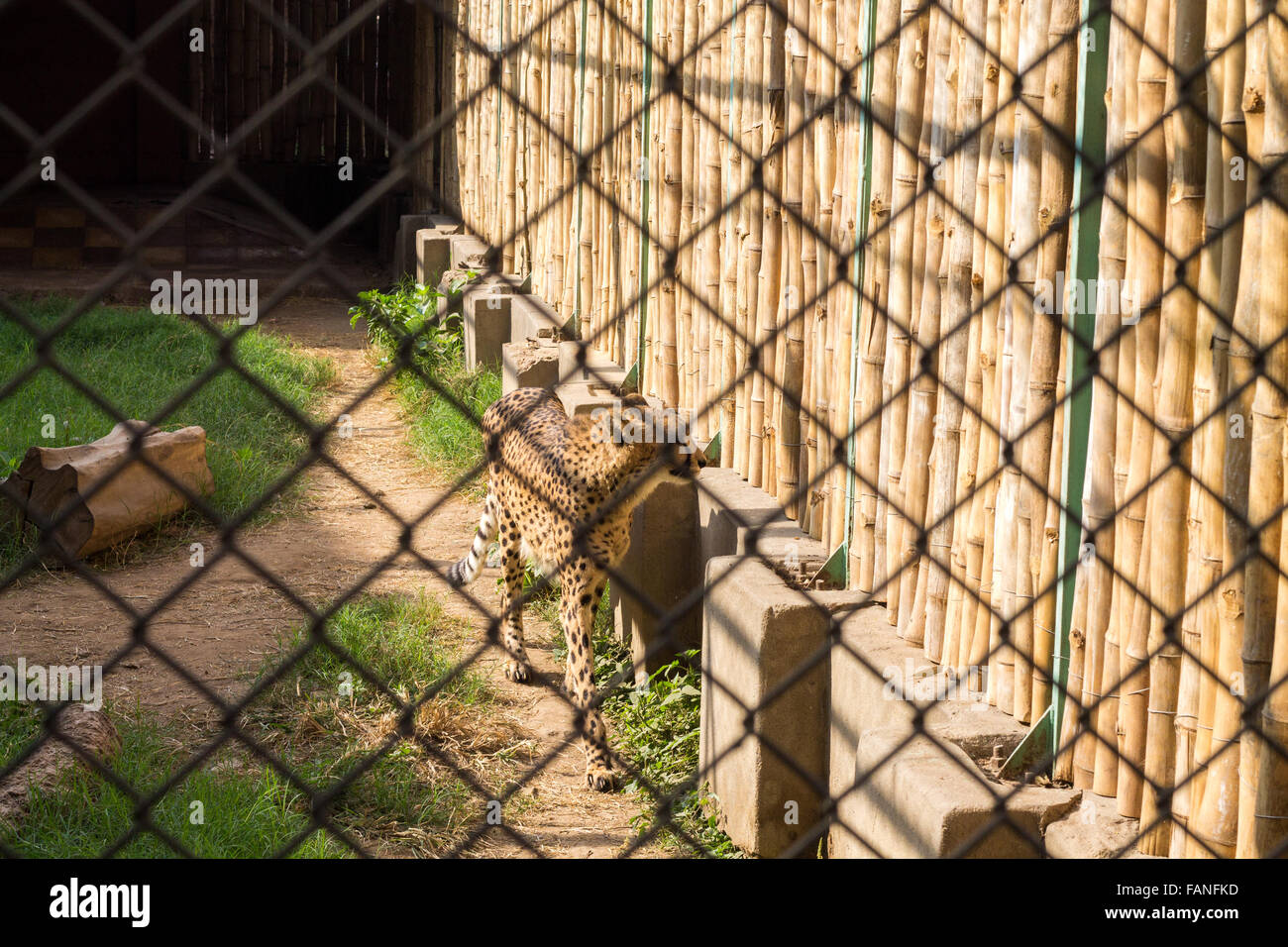 Cairo, Egypt. 02nd Jan, 2016. Giza Zoo was one of the biggest parks in ...