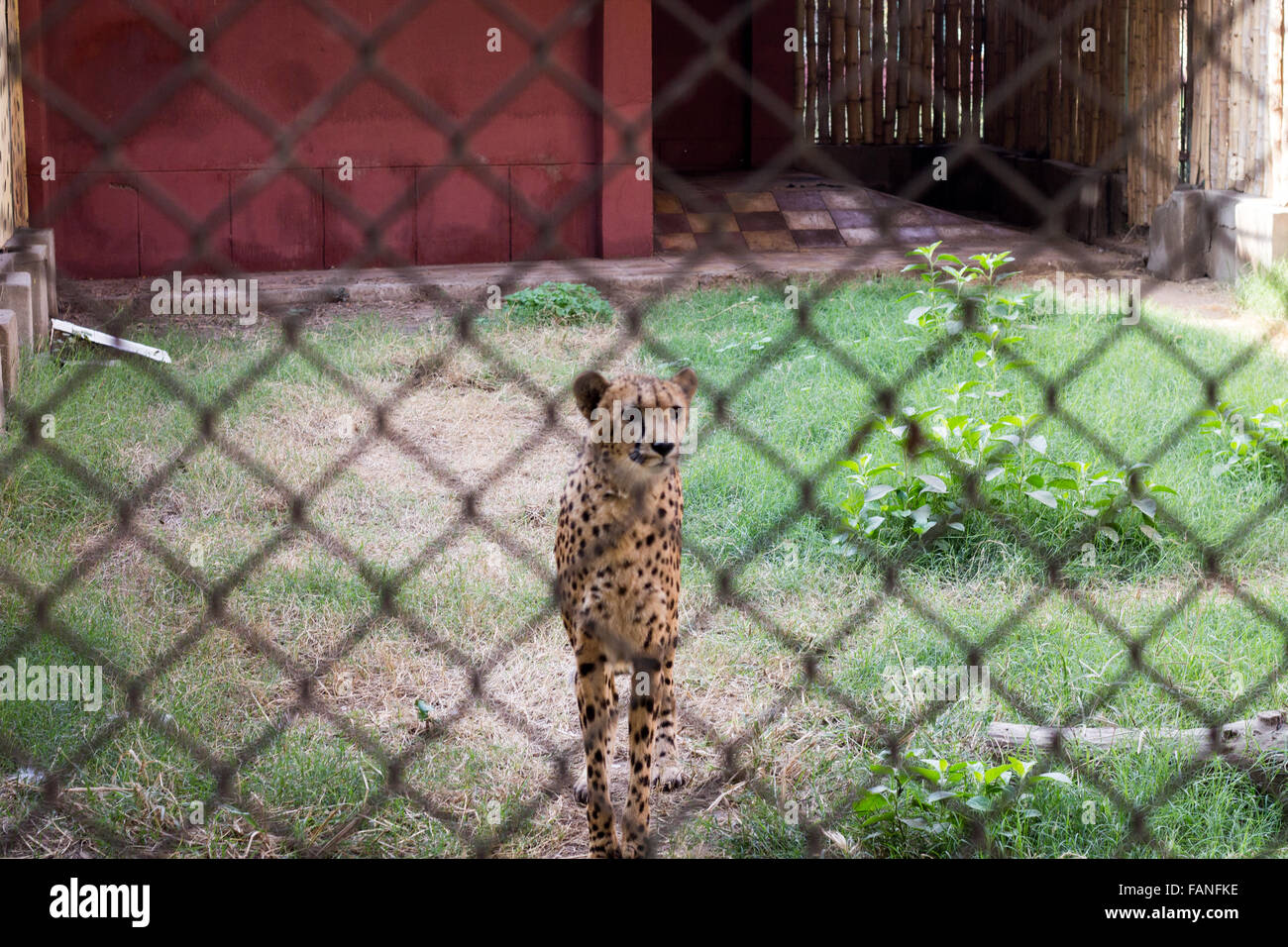 Cairo, Egypt. 02nd Jan, 2016. Giza Zoo was one of the biggest parks in ...