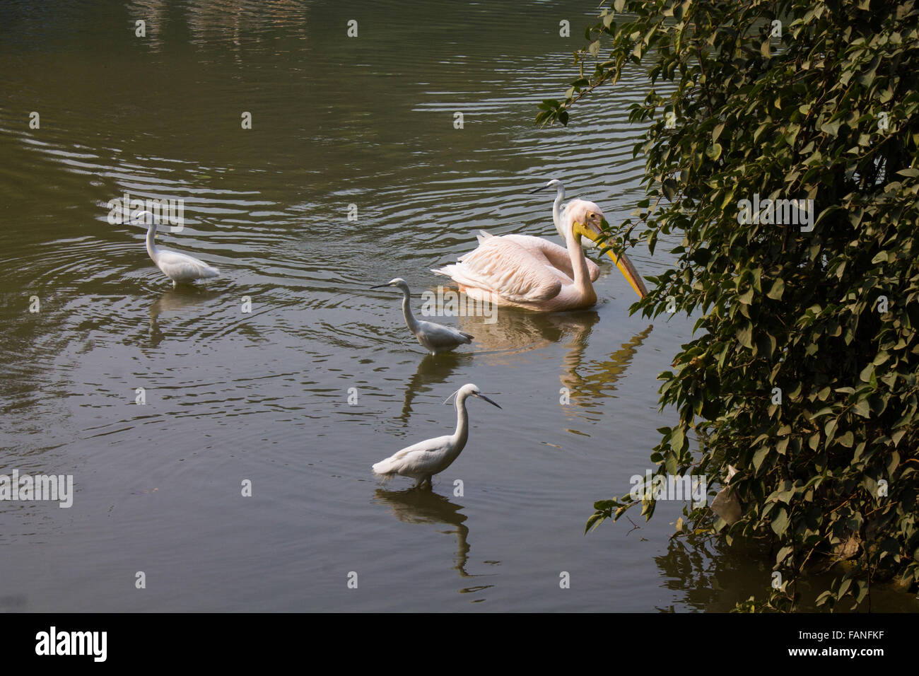 Cairo egypt zoo hi-res stock photography and images - Alamy