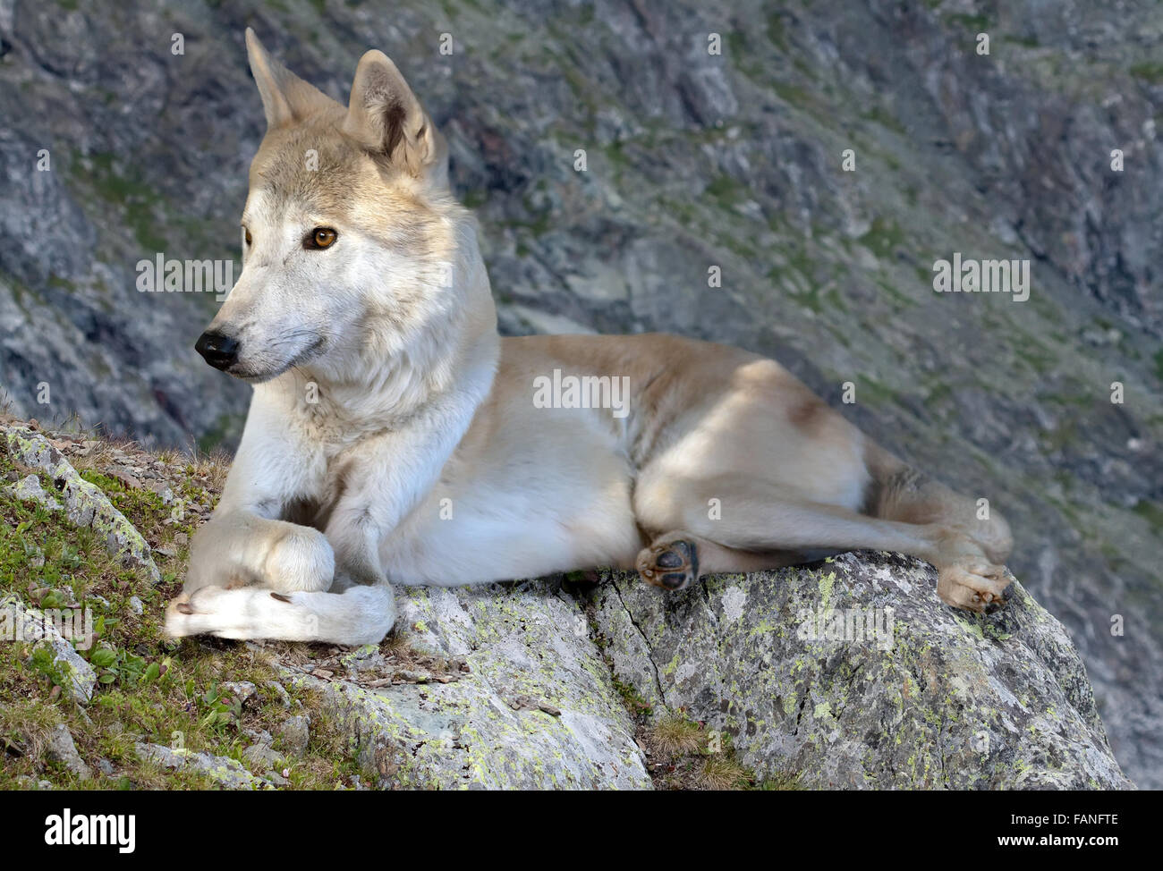 Gray wolf lays on rock in wildness mountains area Stock Photo - Alamy