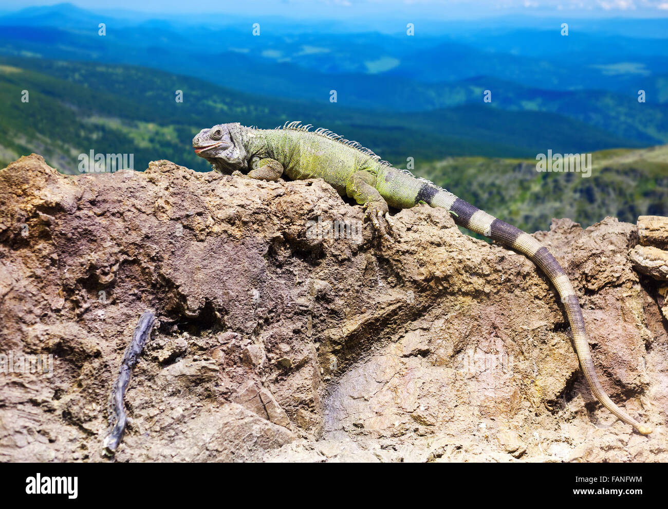 Green lizard at wildness against mountain landscape Stock Photo - Alamy