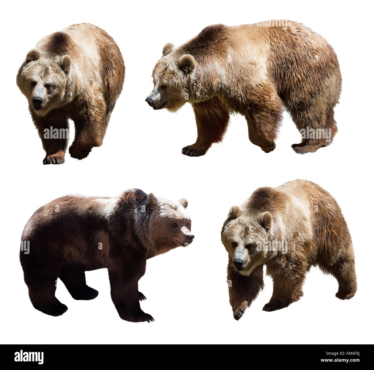 Set of four brown bears over white background Stock Photo - Alamy