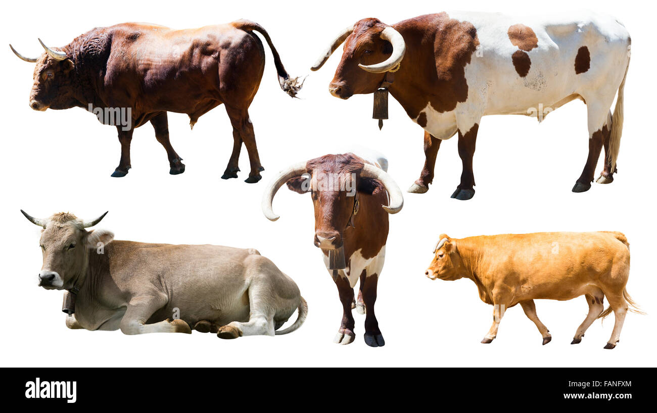 Set of cows. Isolated over white background Stock Photo - Alamy