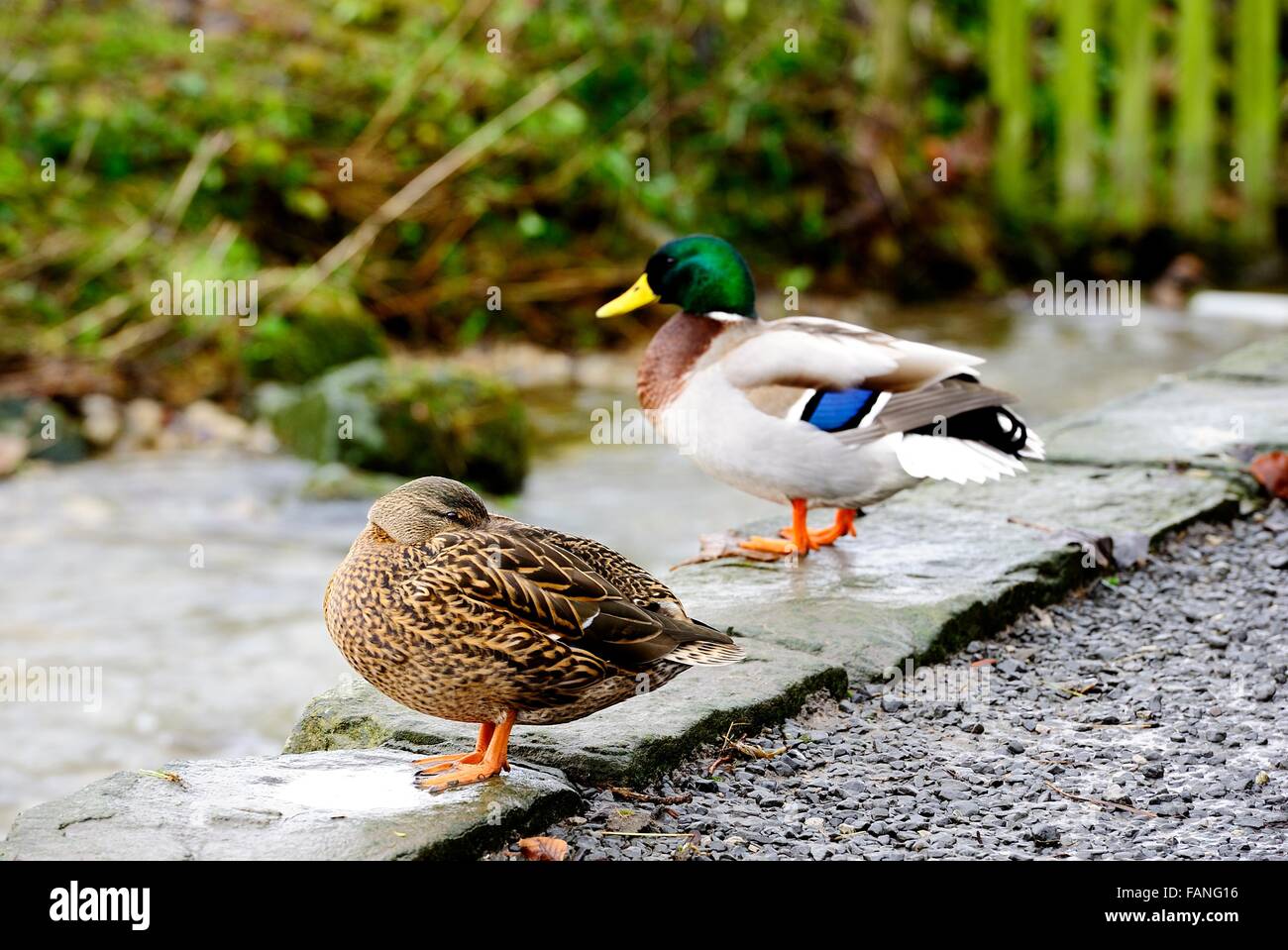 Pair of Mallard Ducks in the sunshine Stock Photo - Alamy