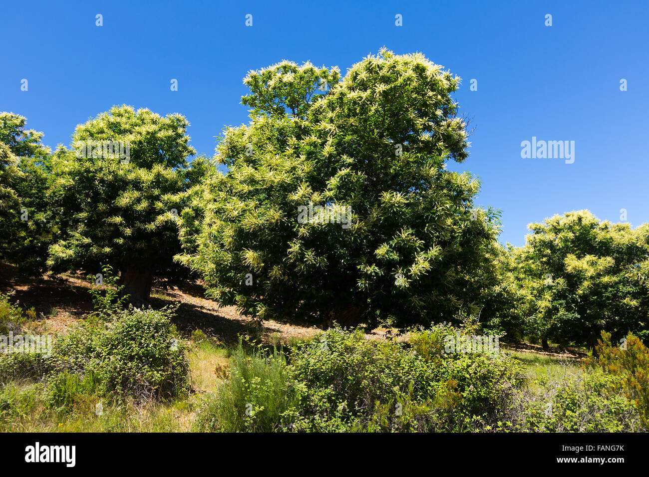 Spanish chestnut tree hi-res stock photography and images - Alamy