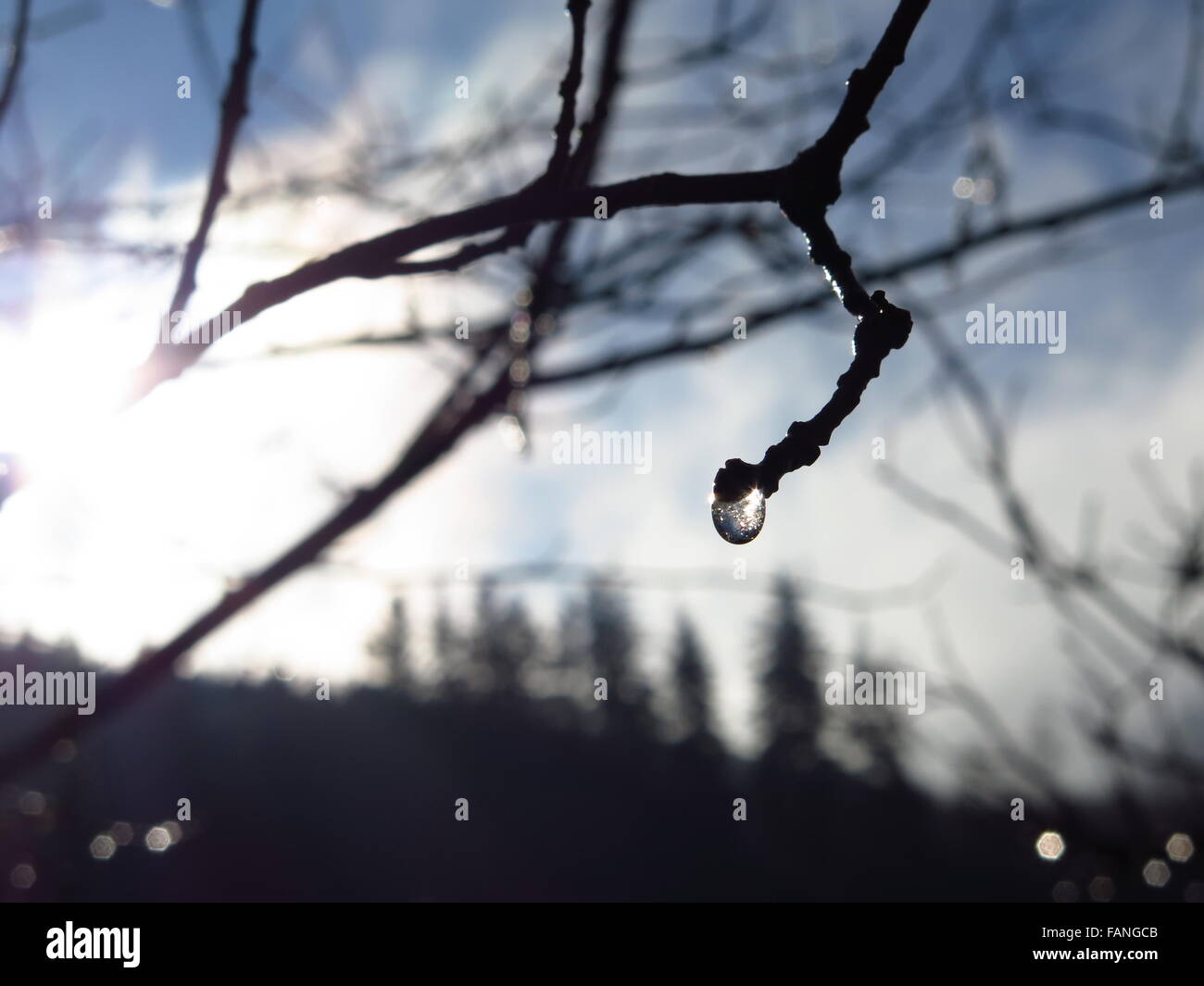 Drop water on branch Stock Photo - Alamy