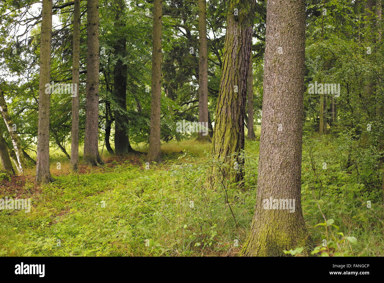 Forest from summer day Stock Photo - Alamy