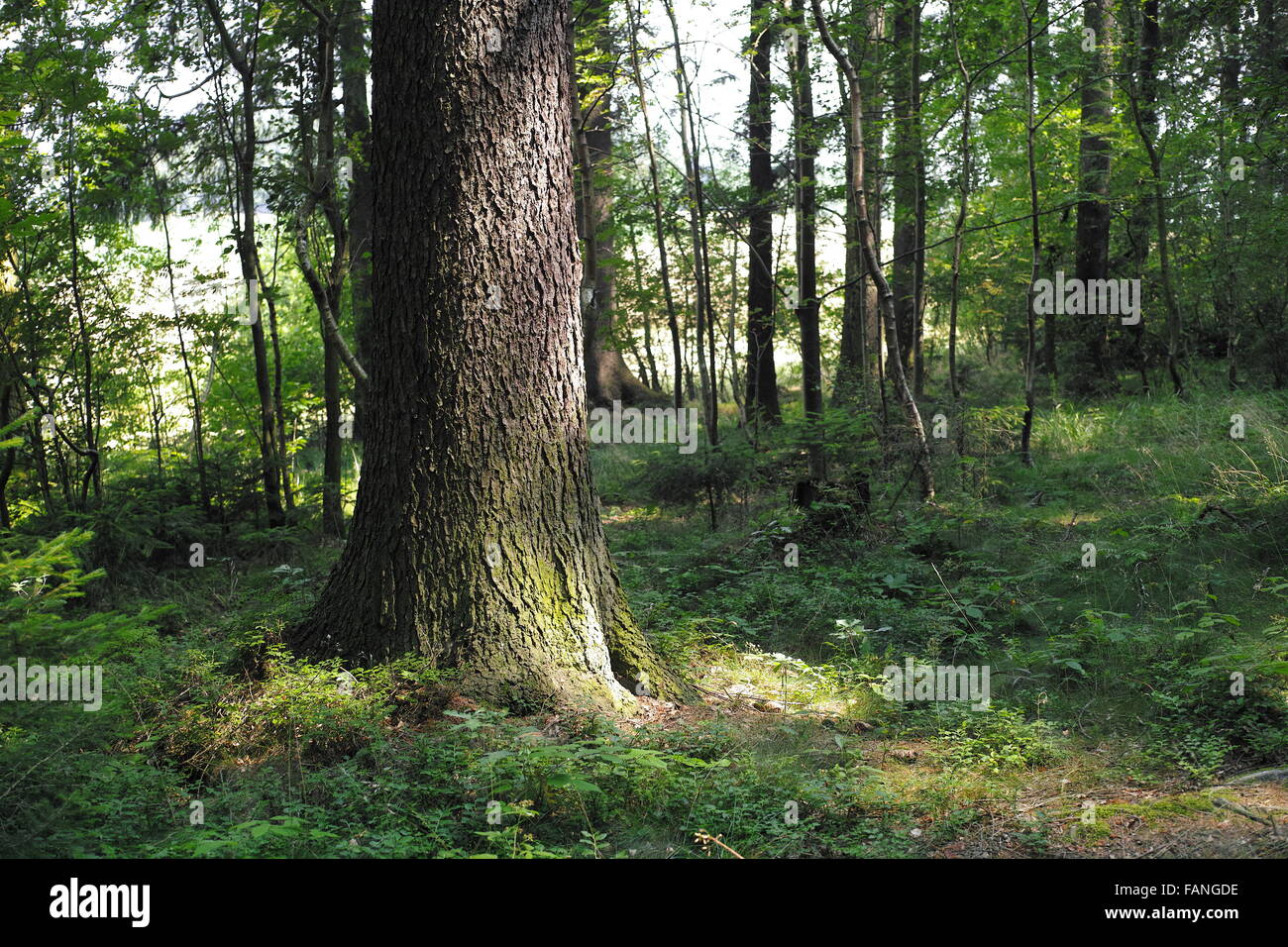 Old tree in the forest Stock Photo - Alamy