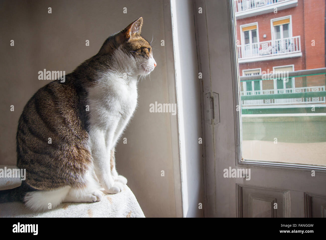 Tabby and white cat sitting in a table, looking through the window ...