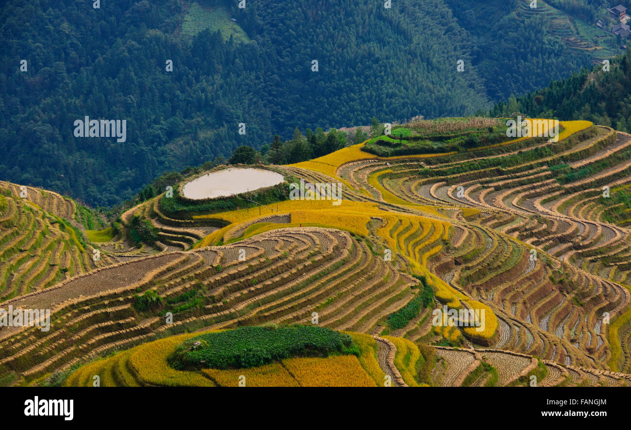Longji Rice Terraces,Dazhai Villages, Surrounding Area,Rice Crops ...