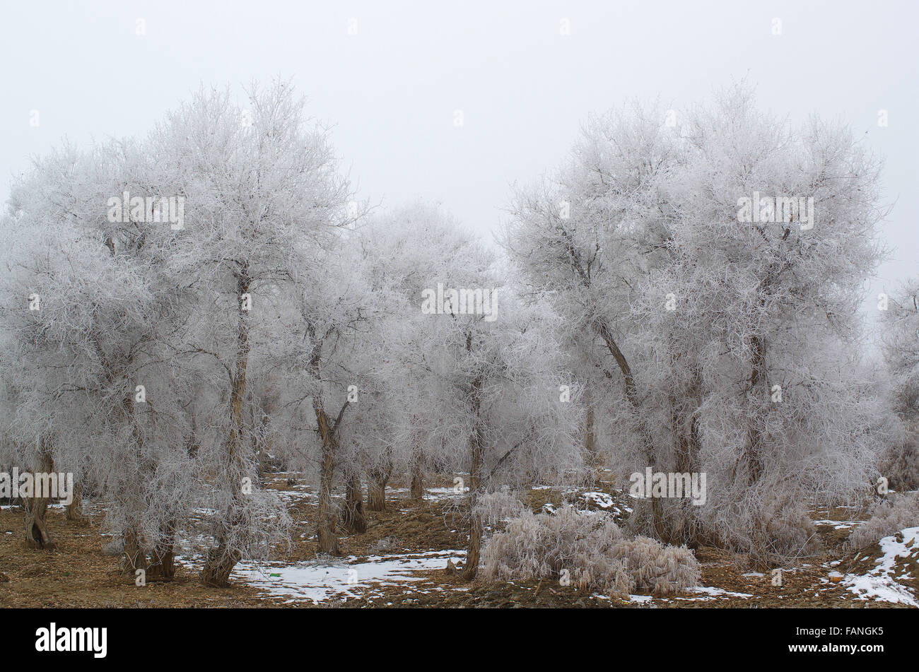 Kuqa hi-res stock photography and images - Alamy