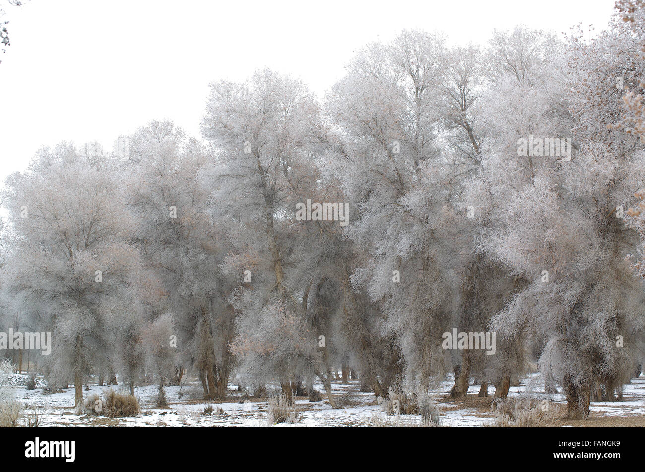 Kuqa hi-res stock photography and images - Alamy