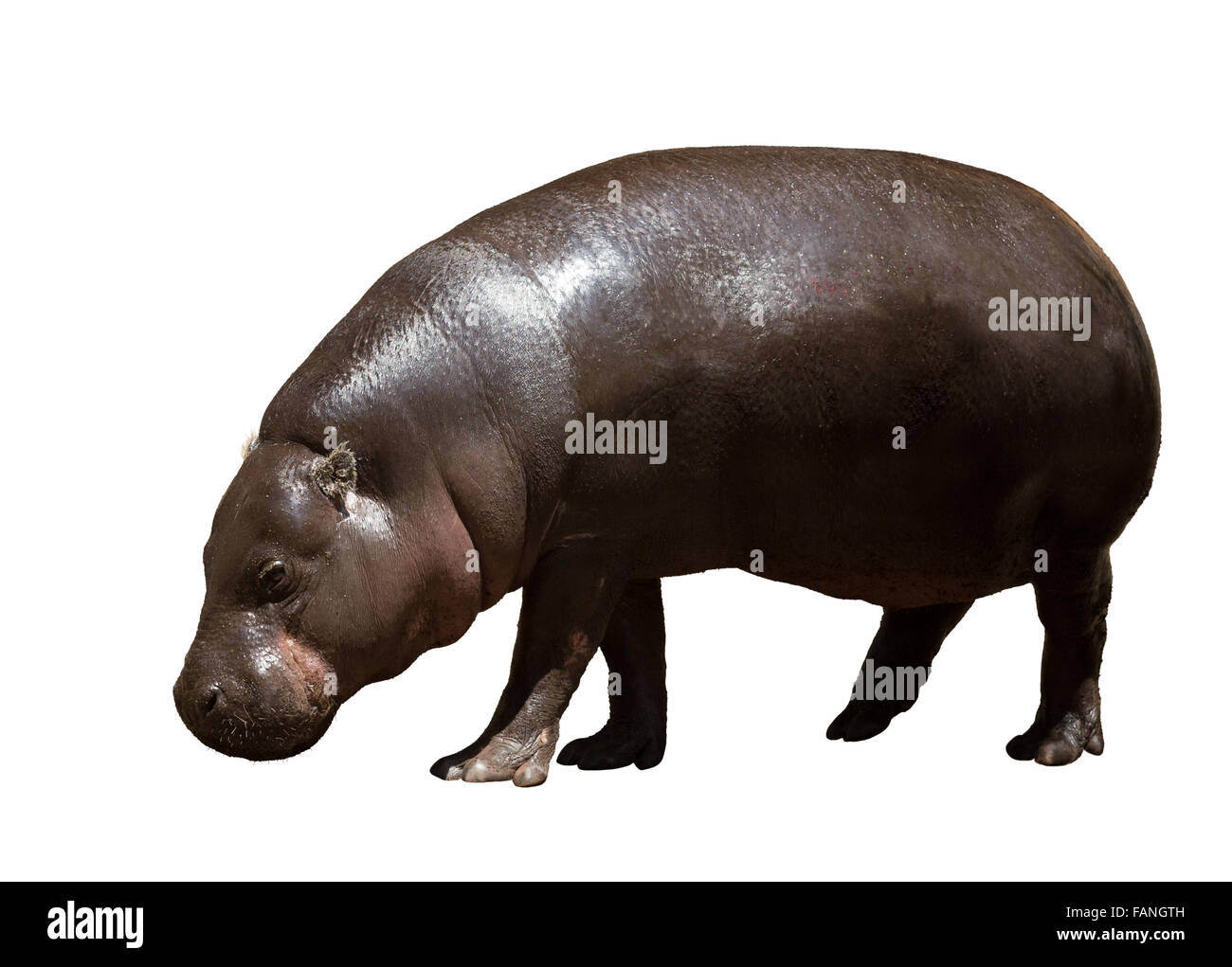 Adult female hippopotamus. Isolated on white background Stock Photo - Alamy