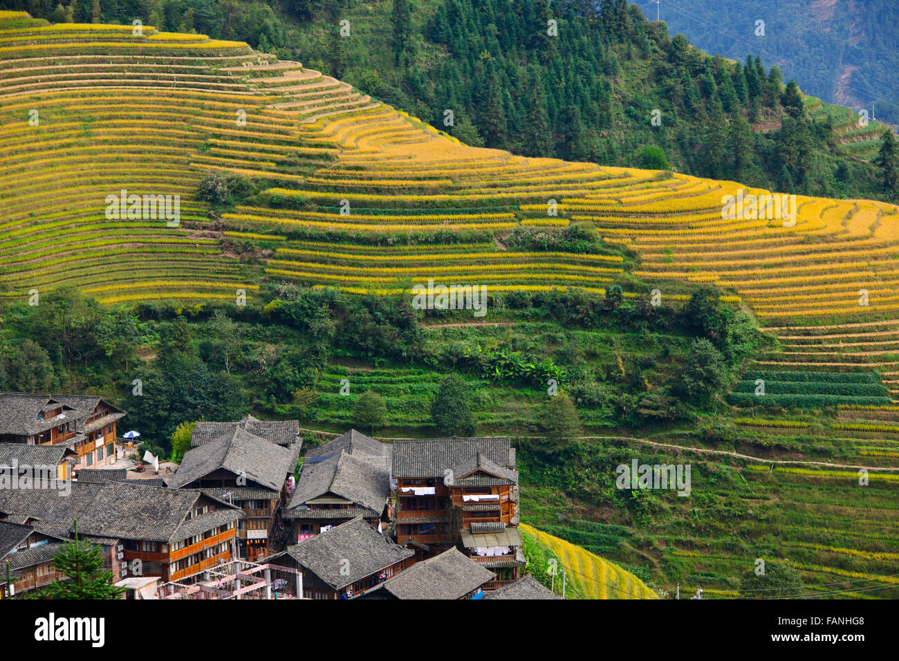 Longji Rice Terraces,Dazhai Villages, Surrounding Area,Rice Crops ...