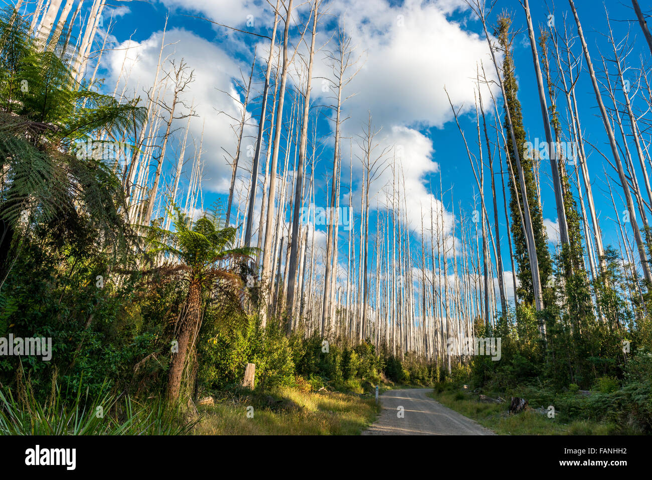 New growth after forest fire hi-res stock photography and images - Alamy