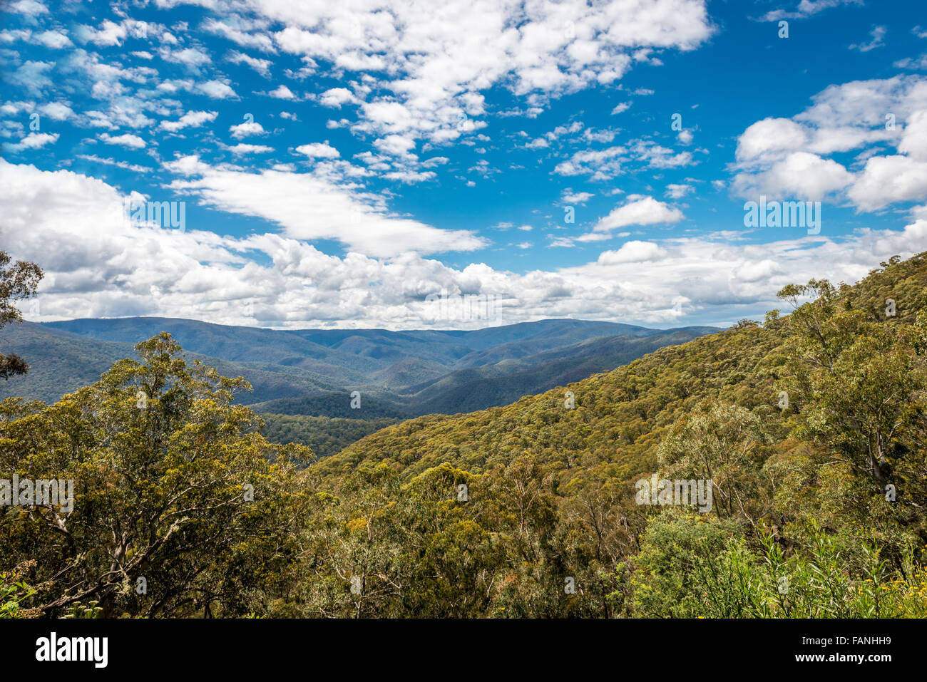 Victoria high country tree hi-res stock photography and images - Alamy