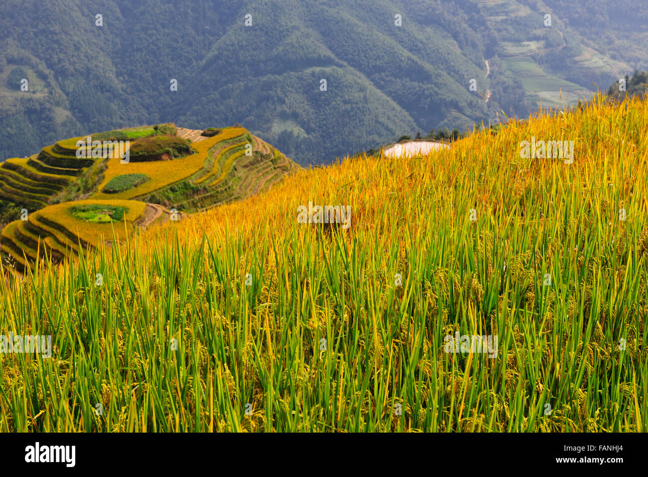Longji Rice Terraces,Dazhai Villages, Surrounding Area,Rice Crops ...