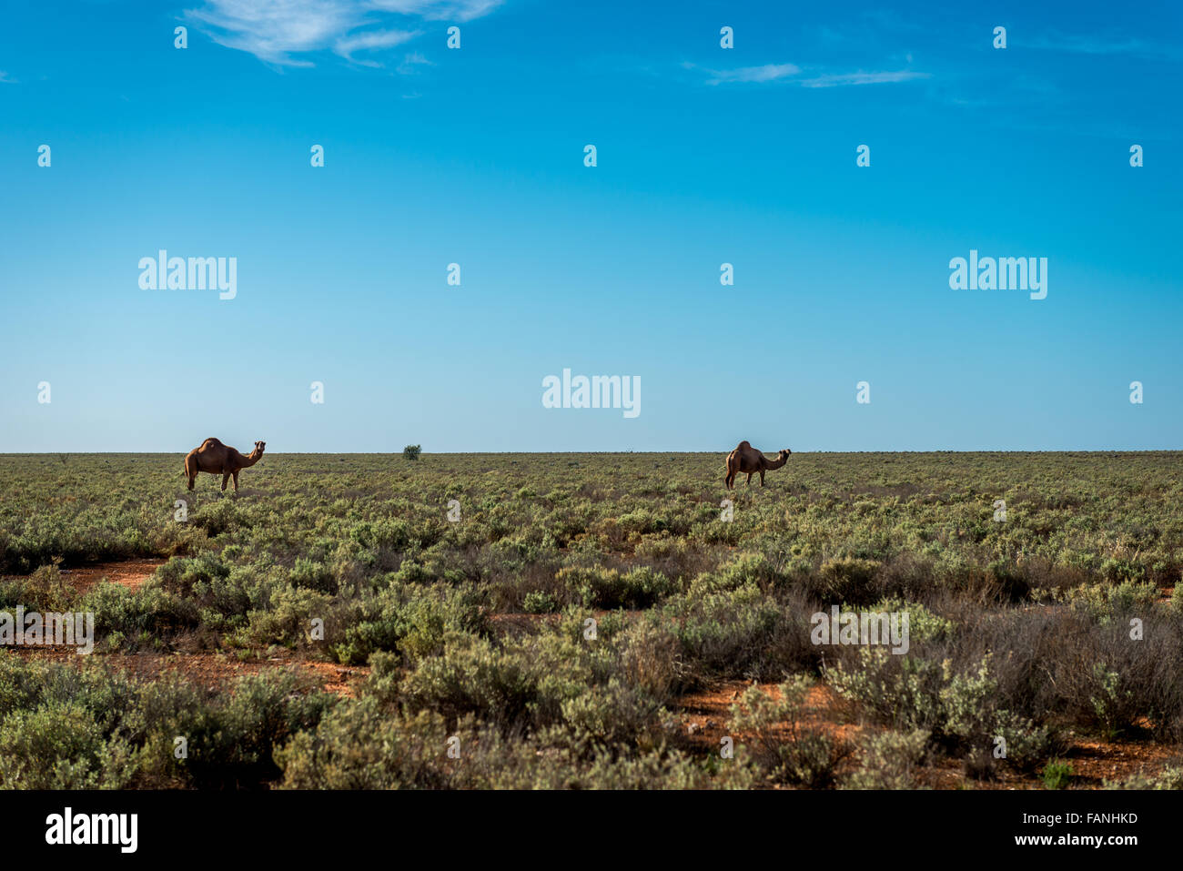 Australia outback grassland grass hi-res stock photography and images ...