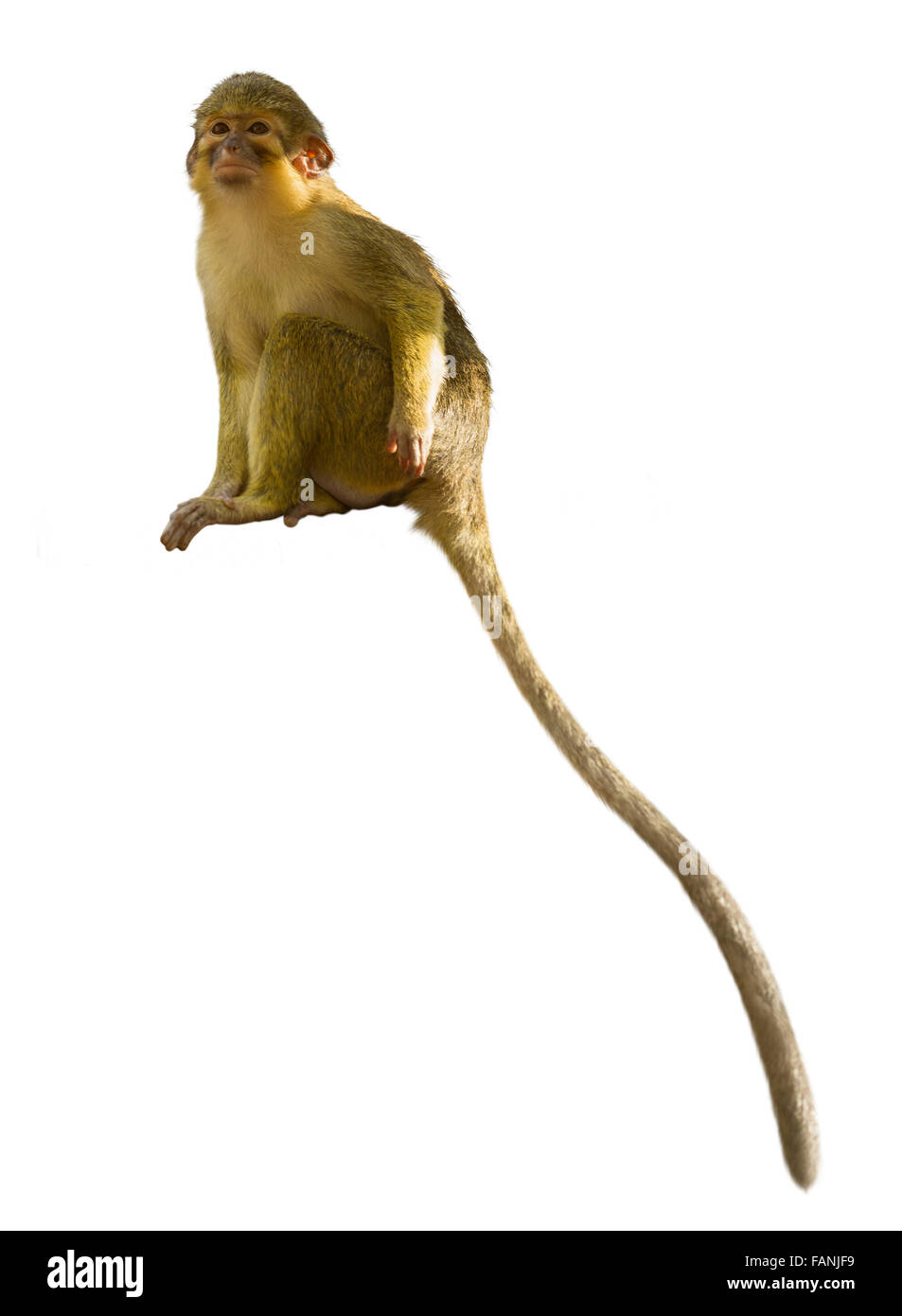Talapoin (Miopithecus talapoin). Isolated on white background Stock ...