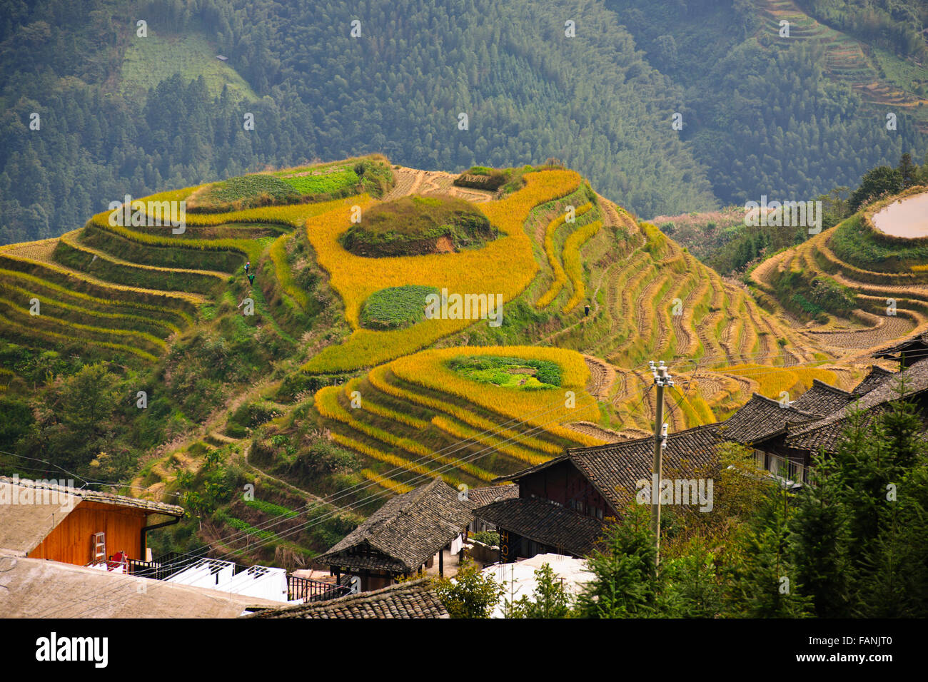 Longji Rice Terraces,Dazhai Villages, Surrounding Area,Rice Crops ...