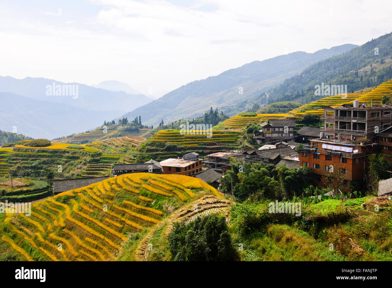 Longji Rice Terraces,Dazhai Villages, Surrounding Area,Rice Crops ...
