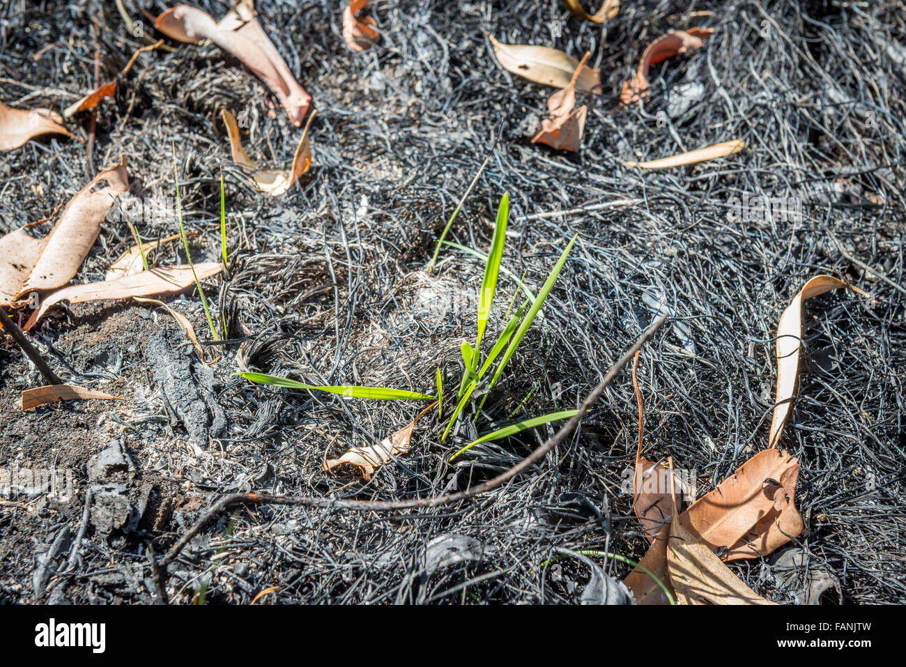 New growth after forest fire hi-res stock photography and images - Alamy