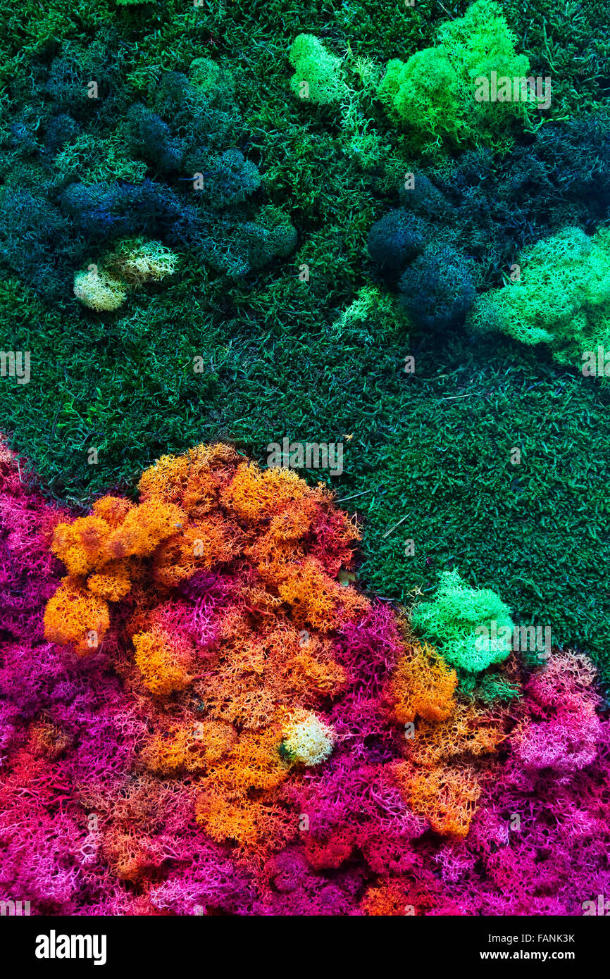 Lichen Underwater