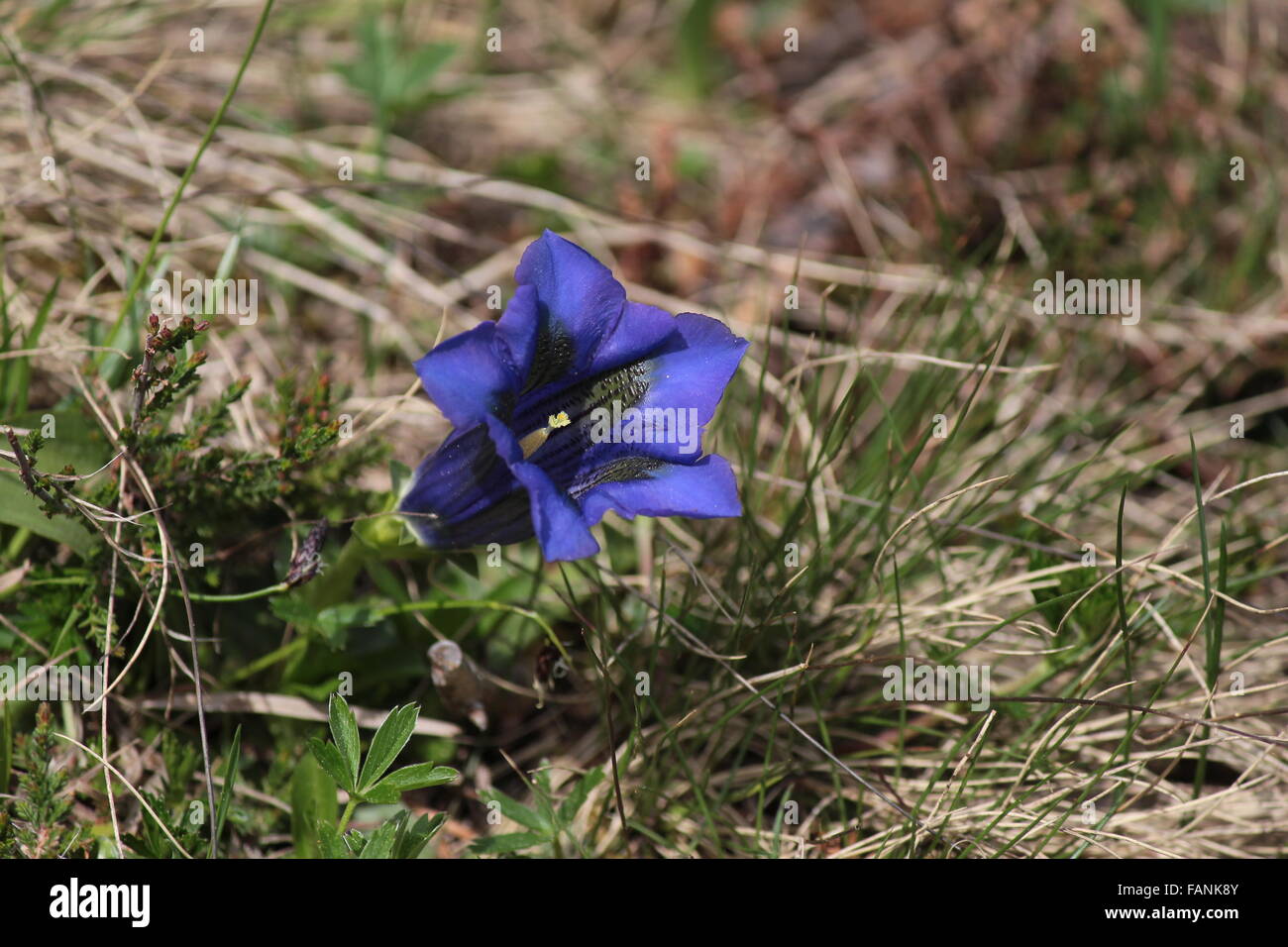 The blue gentian wildflower hi-res stock photography and images - Alamy