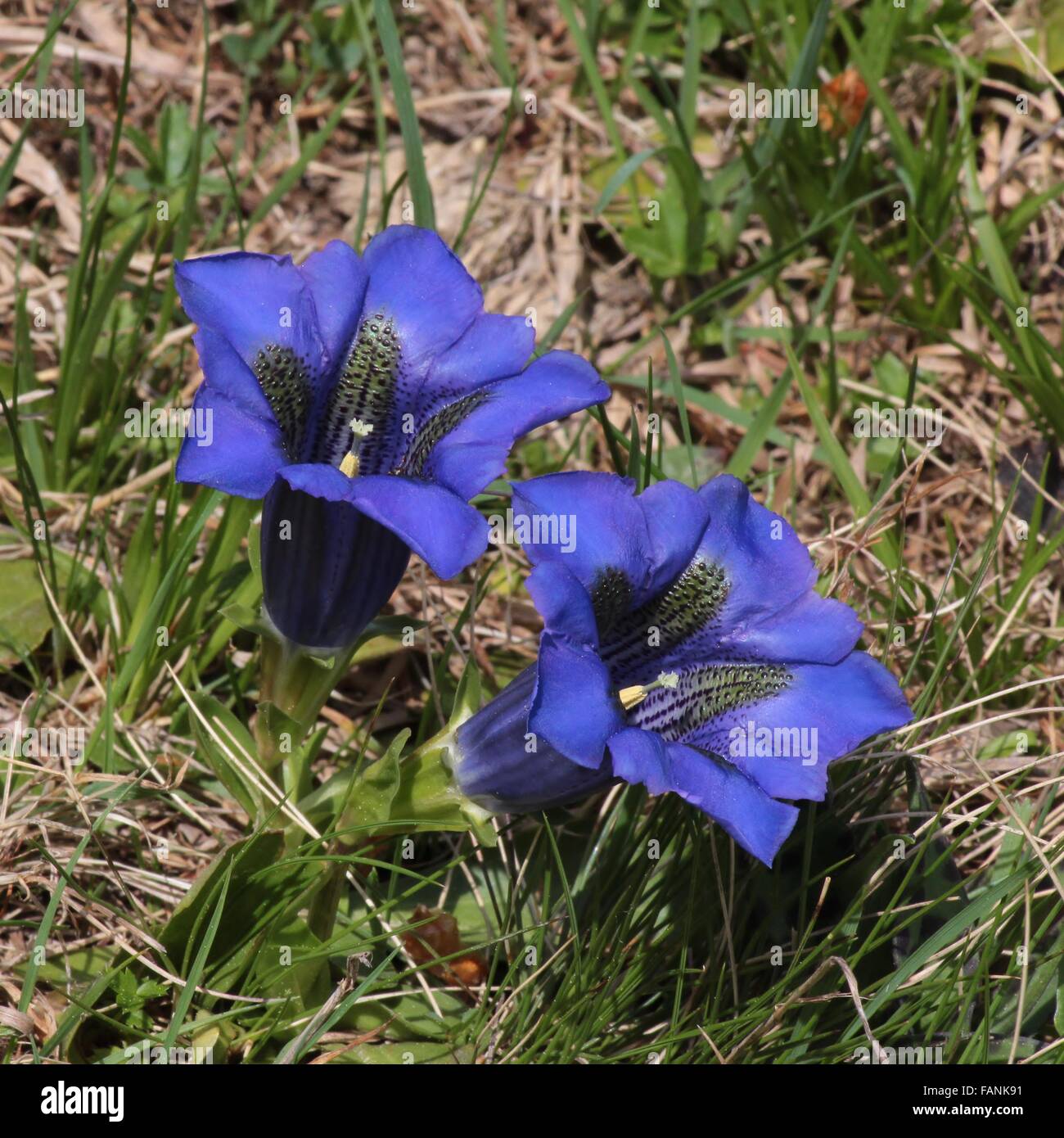 Spring gentians hi-res stock photography and images - Alamy