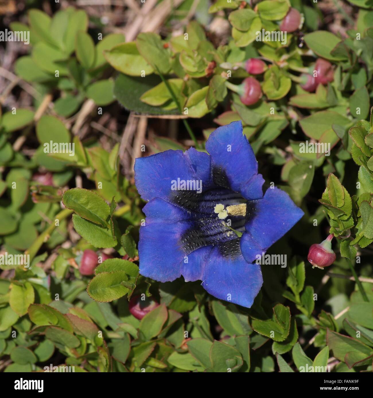 Blue gentian growing in the Alps Stock Photo - Alamy