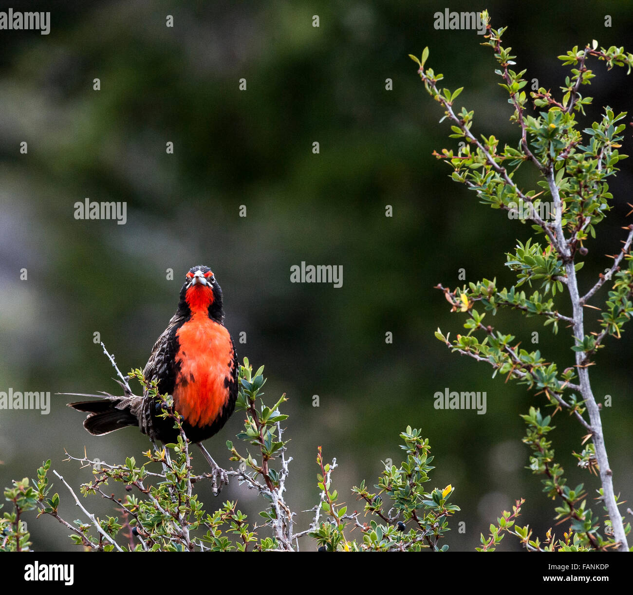 Lark tree hi-res stock photography and images - Alamy