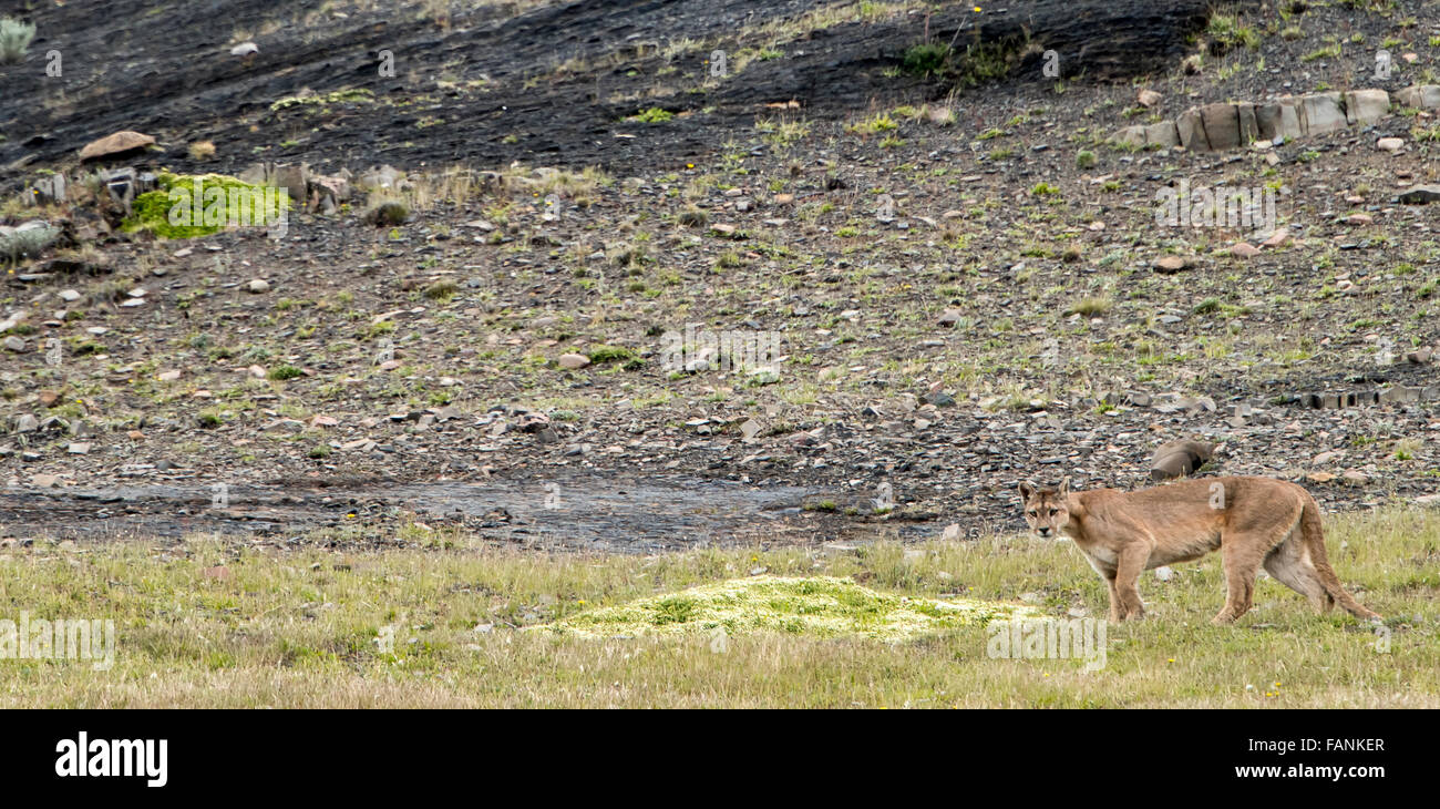Puma concolor hi-res stock photography and images - Alamy